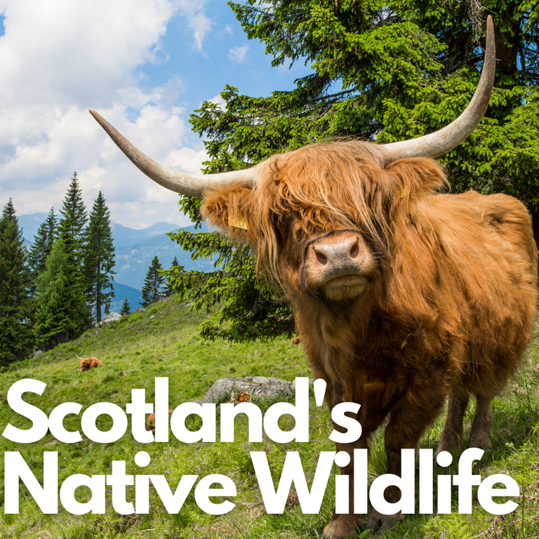 Scotland's Native Wildlife | Scotland Kilt Co